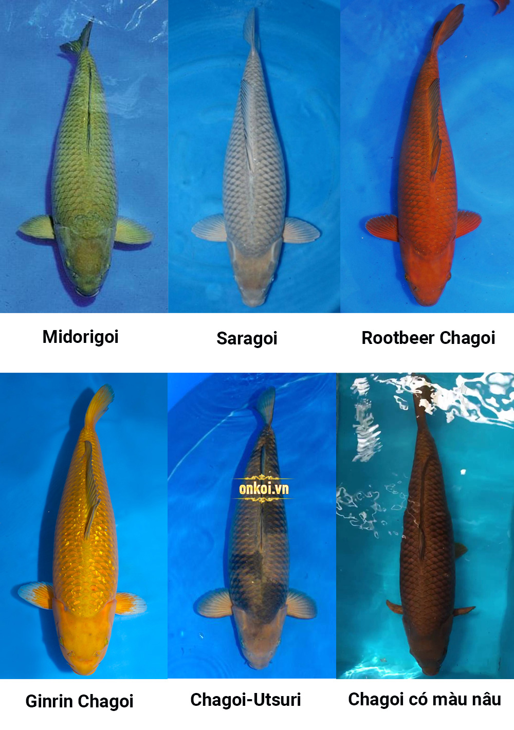 Cá Koi Chagoi – Vẻ Đẹp Uy Nghi Và Bản Lĩnh Của Loài Cá Quý